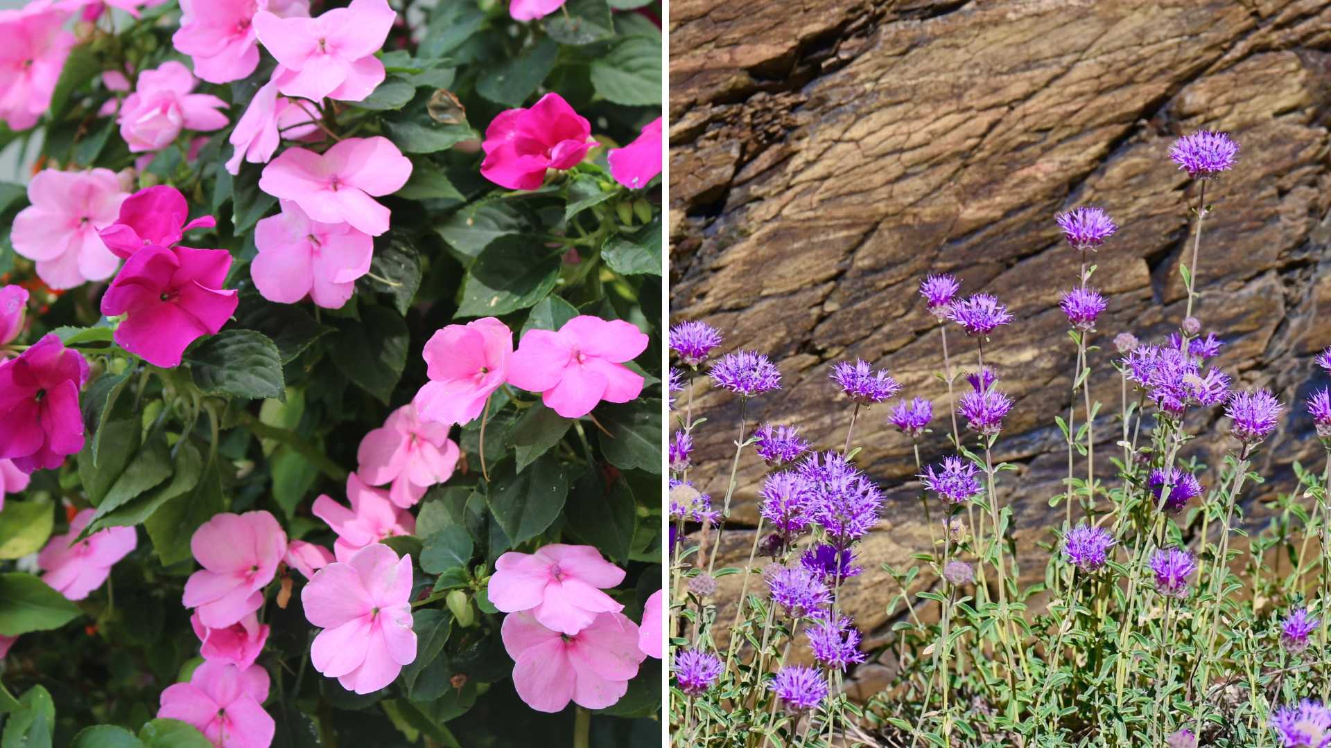 Spruce Up Your Garden with Water-Wise Plants! - Save Our Water, California