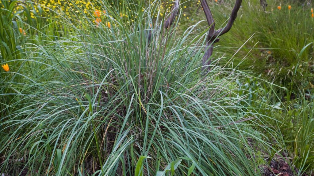 Low-Water Grasses for a Functional Yard - Save Our Water, California