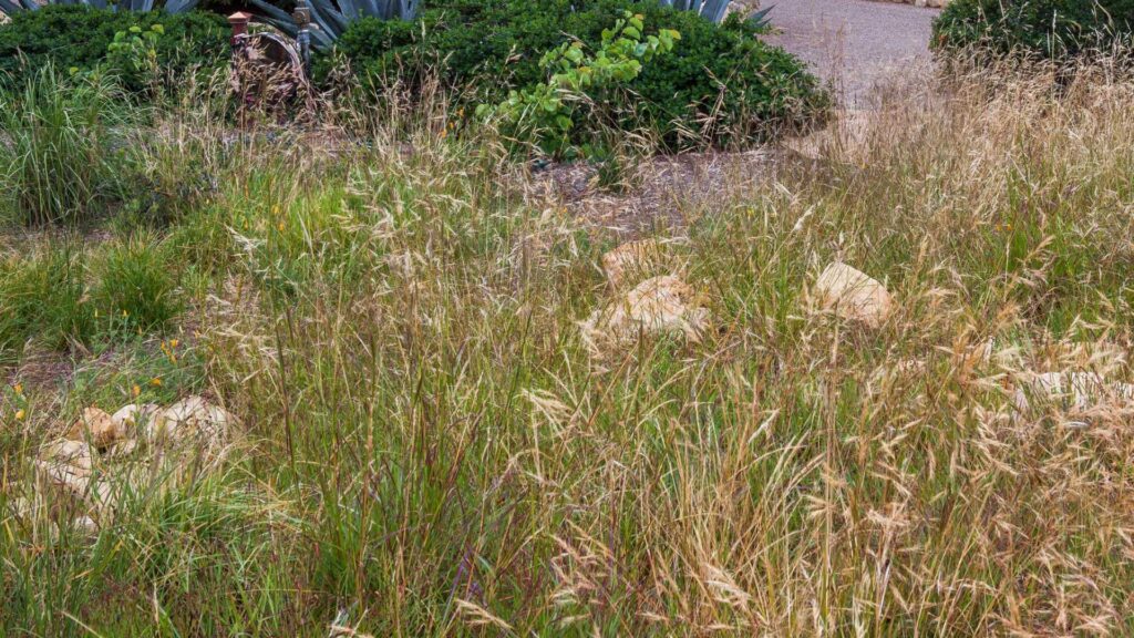 Low-Water Grasses for a Functional Yard - Save Our Water, California